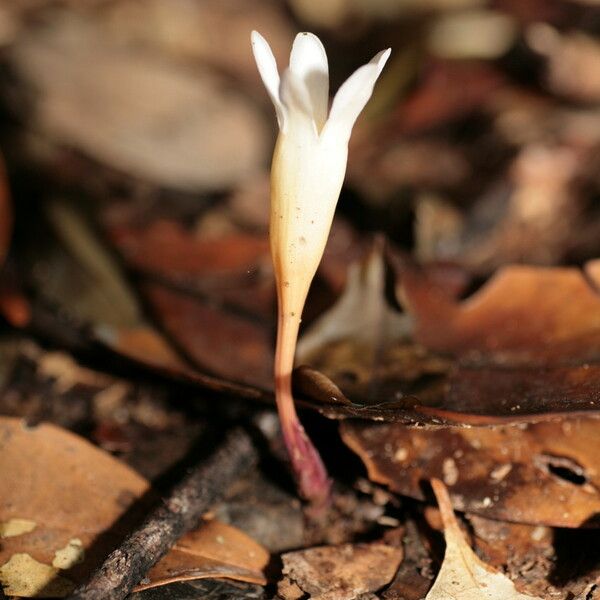 Voyria Clavata Care Guide: Water, Soil & Propagation - Plantiary