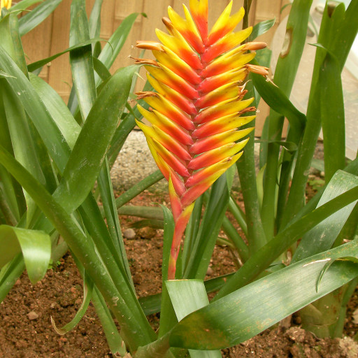 Lobster-Claws (Vriesea Carinata) Plant Care & How to Grow, Water