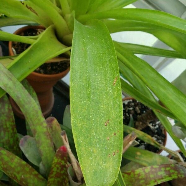 Vriesea Elata Plant Care & How to Grow, Water