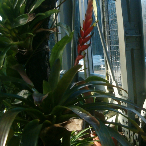 Flaming Sword (Vriesea Ensiformis) Plant Care & How to Grow, Water