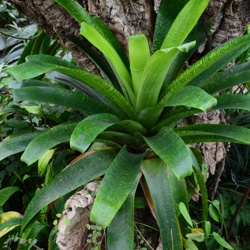 Vriesea Fenestralis Plant Care & How to Grow, Water