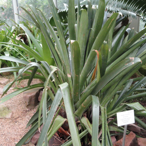 Flaming Sword (Vriesea Splendens) Plant Care & How to Grow, Water