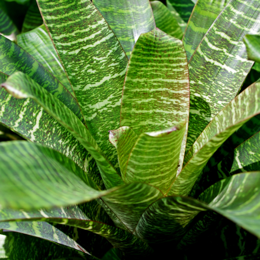 King Of Bromeliads (Vriesea Hieroglyphica) Care Guide: Water, Soil ...