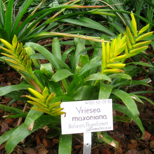 Flaming Sword (Vriesea Maxoniana) Plant Care & How to Grow, Water