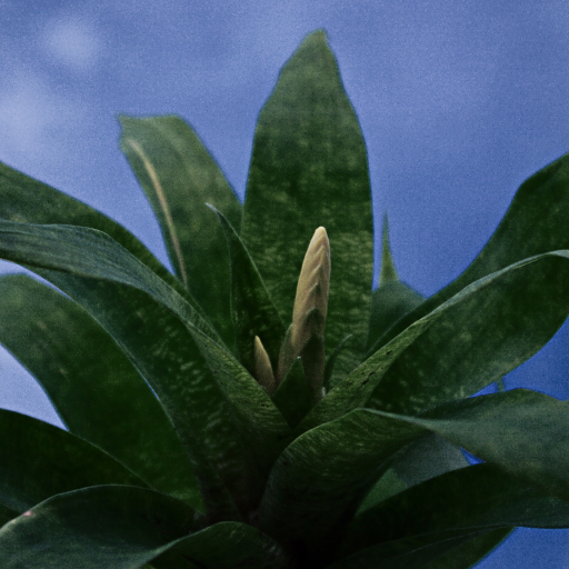 Vriesea Ospinae Care Guide: Water, Soil & Propagation - Plantiary