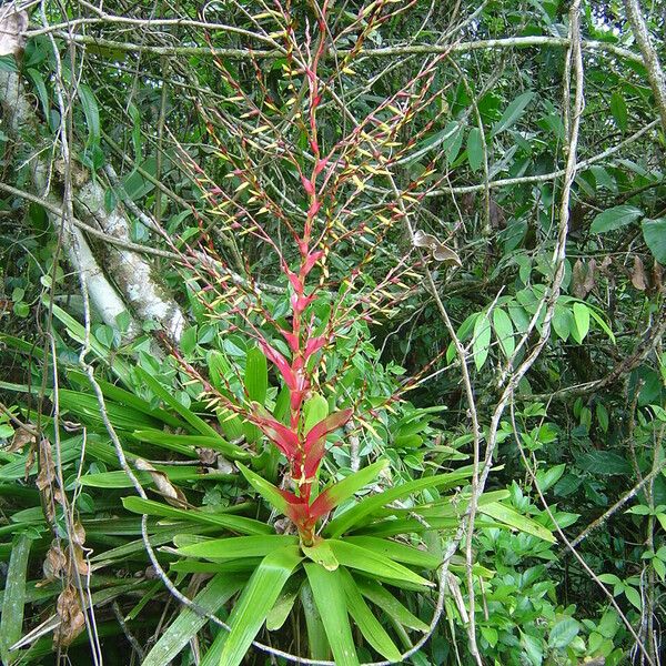 Vriesea Philippocoburgii Plant Care & How to Grow, Water