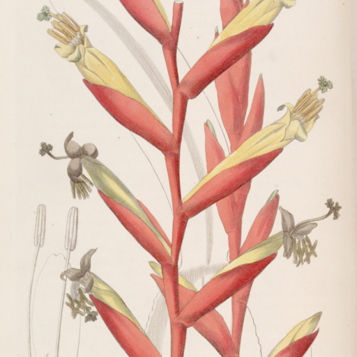 Painted Feather (Vriesea Psittacina) Plant Care & How to Grow, Water