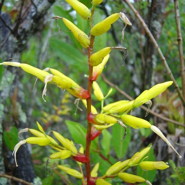 Vriesea Rodigasiana Care Guide: Water, Soil & Propagation - Plantiary