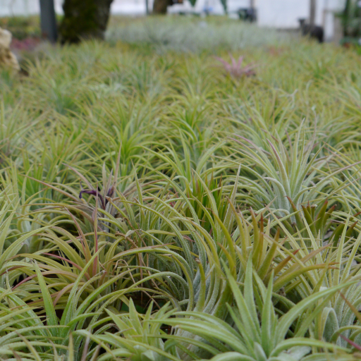 Vriesea Rubra Care Guide: Water, Soil & Propagation - Plantiary