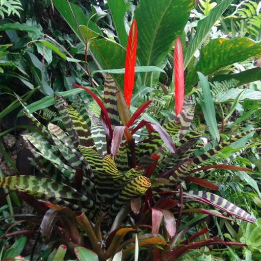 Flaming Sword (Vriesea Splendens) Plant Care & How to Grow, Water