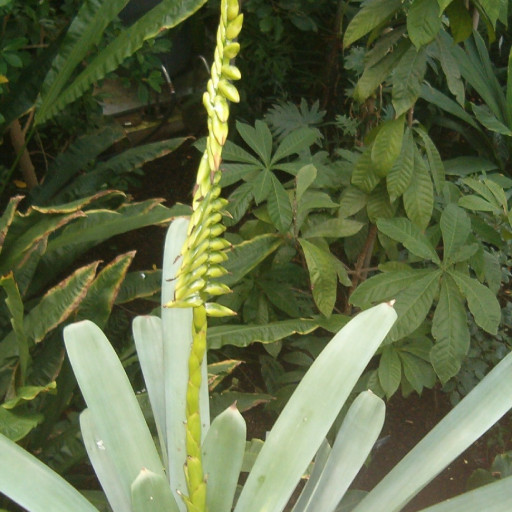 Vriesea Plant Care & How to Grow, Water