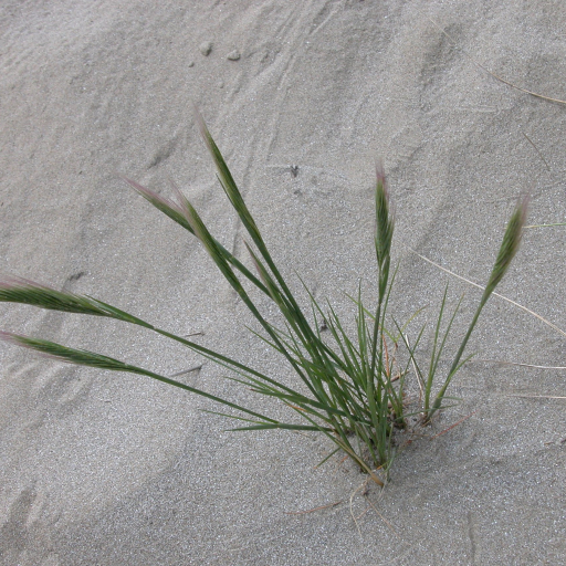 Dune Fescue (Vulpia Fasciculata) Plant Care & How to Grow, Water