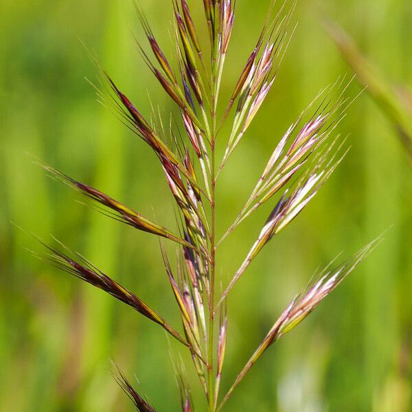 Geniculate Fescue (Vulpia Geniculata) Plant Care & How to Grow, Water