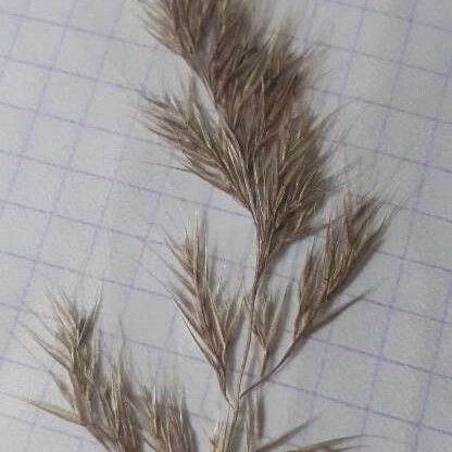 Vulpia Ligustica Plant Care & How to Grow, Water