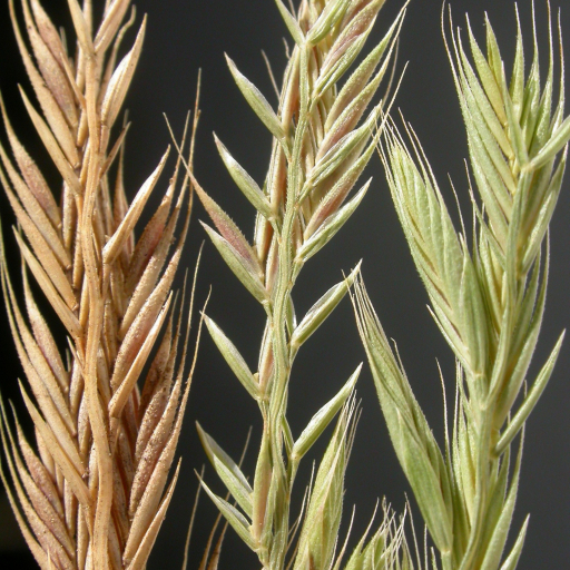 Six-weeks Fescue (Vulpia Octoflora) Plant Care & How to Grow, Water