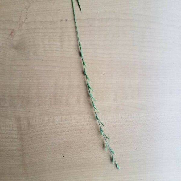 Mat-grass Fescue (Vulpia Unilateralis) Plant Care & How to Grow, Water