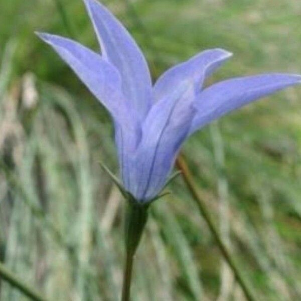 Waxy Bluebell (Wahlenbergia Ceracea) Care Guide: Water, Soil ...