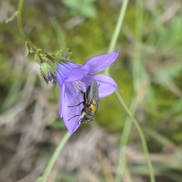 African Blue Bell (Wahlenbergia Undulata) Plant Care & How to Grow, Water
