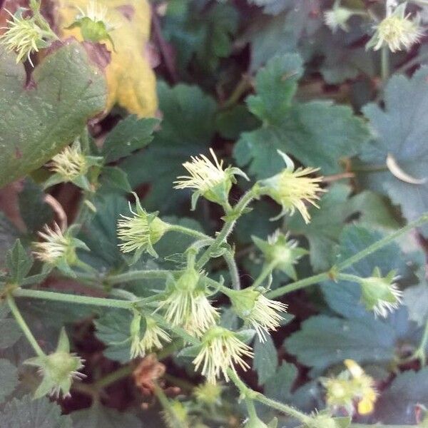 Large Barren Strawberry (Waldsteinia Geoides) Plant Care & How to Grow ...