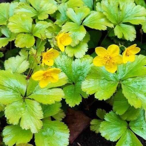 Siberian Barren Strawberry (Waldsteinia Ternata) Plant Care & How to ...
