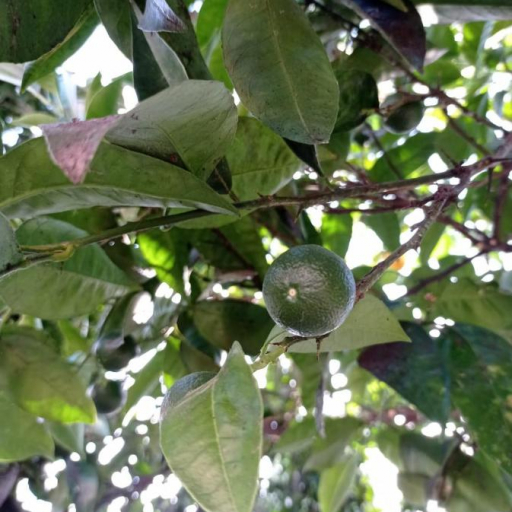 Walsura Robusta Plant Care & How to Grow, Water