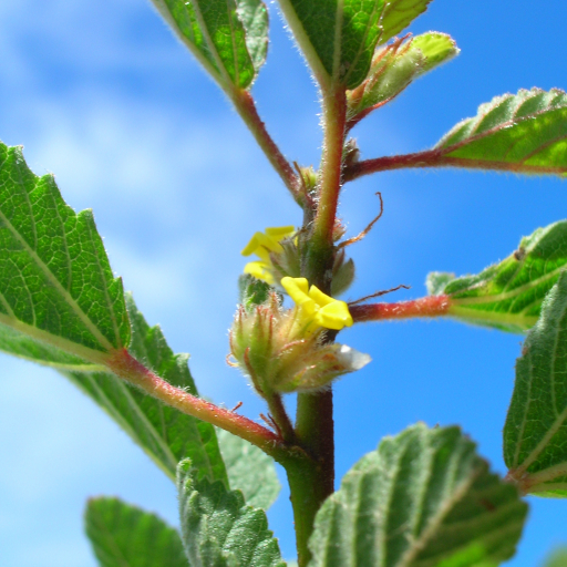 Anubias Barteri Plant Care & How to Grow, Water