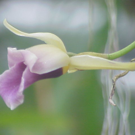 Warczewiczella Discolor Care Guide: Water, Soil & Propagation - Plantiary