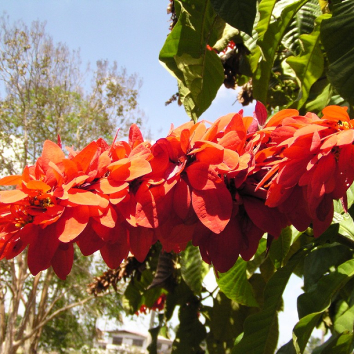 Chaconia (Warszewiczia Coccinea) Plant Care & How to Grow, Water