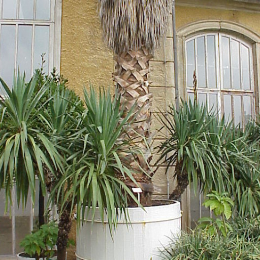 Mexican Fan Palm (Washingtonia Robusta) Plant Care & How to Grow, Water