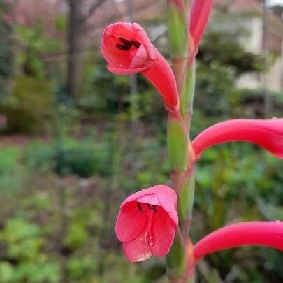 Watsonia Aletroides Plant Care & How to Grow, Water
