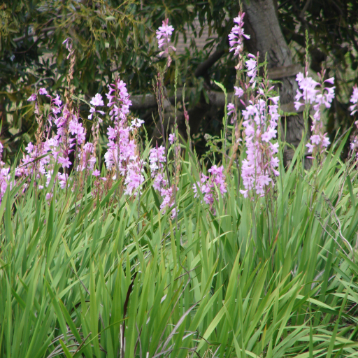 Bugle-Lily (Watsonia Borbonica) Plant Care & How to Grow, Water
