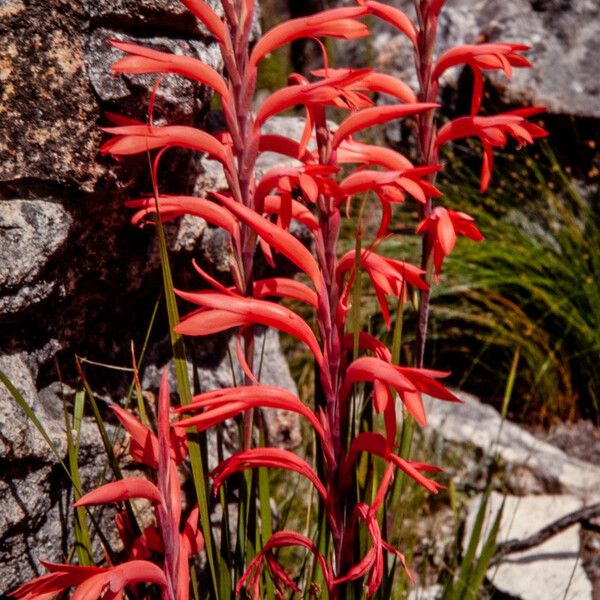Watsonia Gladioloides Plant Care & How to Grow, Water