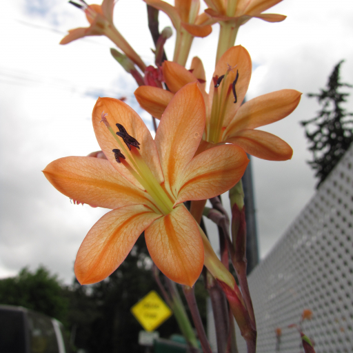 Wild Watsonia (Watsonia Meriana) Plant Care & How to Grow, Water