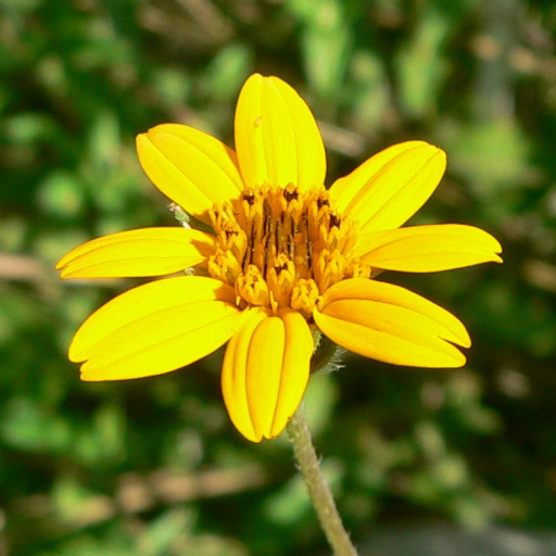 Acapulco Wedelia (Wedelia Acapulcensis) Plant Care & How to Grow, Water