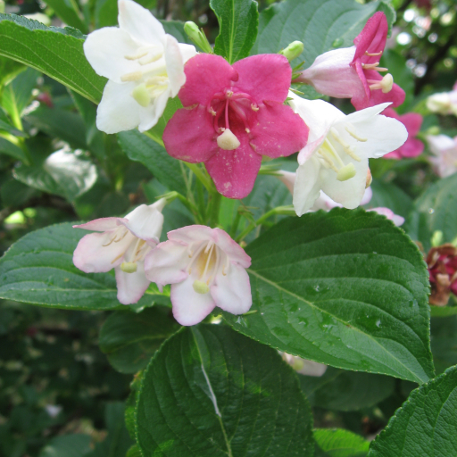 Korean Weigela (Weigela Coraeensis) Plant Care & How to Grow, Water