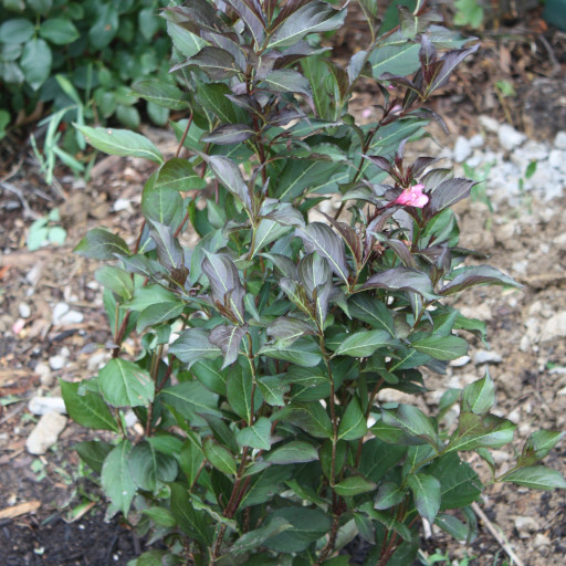 Old Fashioned Weigela (Weigela Florida) Plant Care & How to Grow, Water