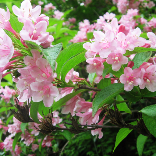 Japanese Weigela (Weigela Hortensis) Plant Care & How to Grow, Water