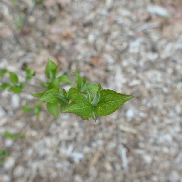 Japanese Weigela (Weigela Japonica) Plant Care & How to Grow, Water