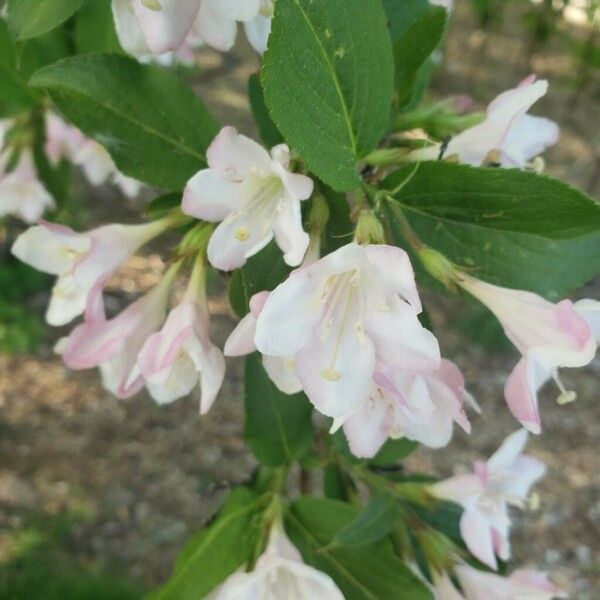 Early-Blooming Weigela (Weigela Praecox) Plant Care & How to Grow, Water