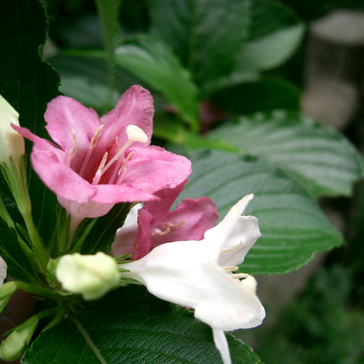 Weigela Bushes (Weigela) Plant Care & How to Grow, Water