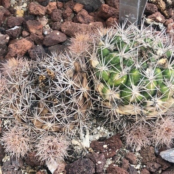 Weingartia Lanata Care Guide: Water, Soil & Propagation - Plantiary