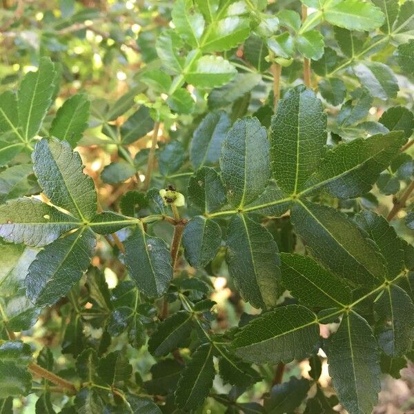 Weinmannia Macrostachya Care Guide: Water, Soil & Propagation - Plantiary