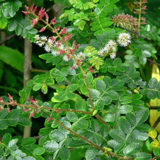 Bastard Briziletto (Weinmannia Pinnata) Plant Care & How to Grow, Water