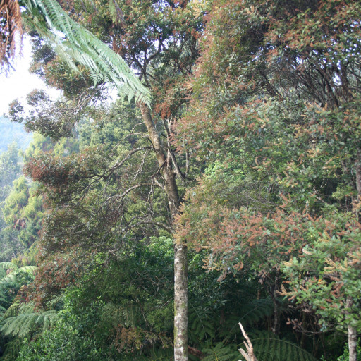 Weinmannia Silvicola Plant Care & How to Grow, Water