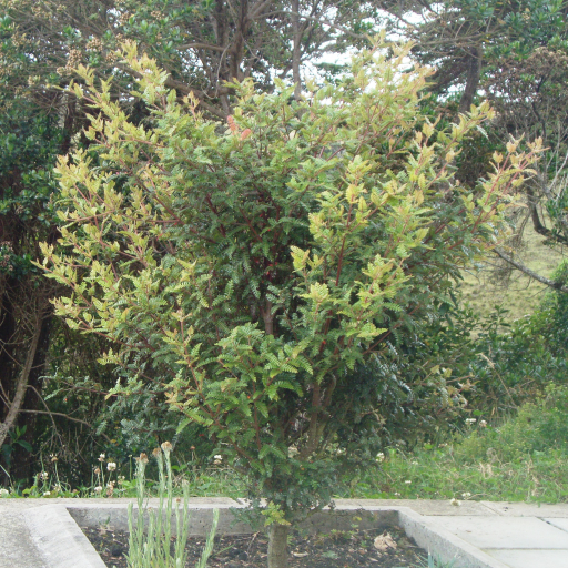 Weinmannia Tomentosa Plant Care & How to Grow, Water