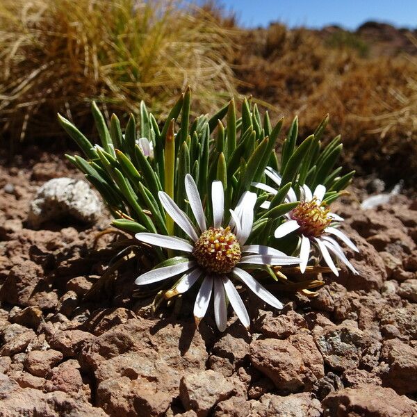 Werneria Glaberrima Plant Care & How to Grow, Water