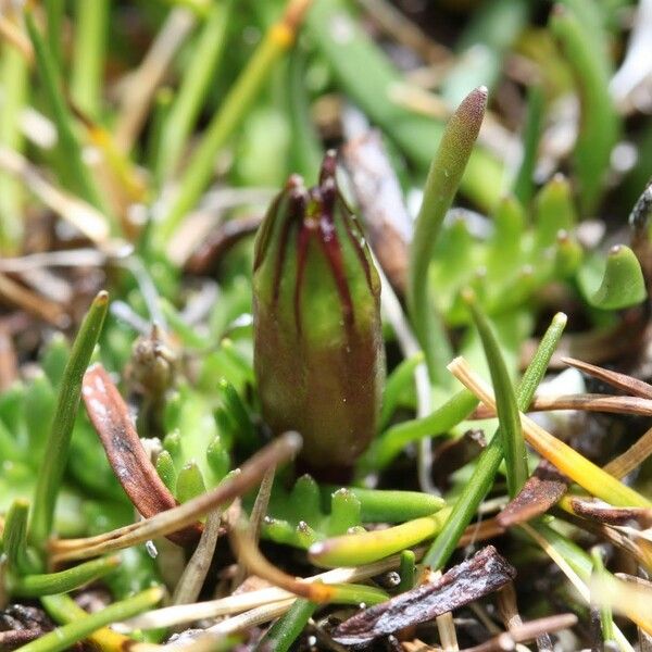 Werneria Heteroloba Plant Care & How to Grow, Water