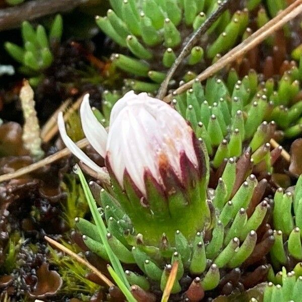 Werneria Humilis Plant Care & How to Grow, Water