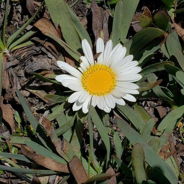 Werneria Nubigena Plant Care & How to Grow, Water