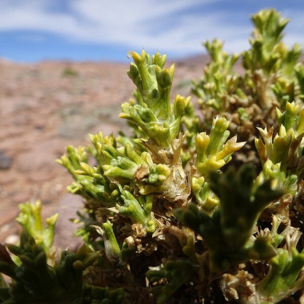 Werneria Pseudodigitata Plant Care & How to Grow, Water